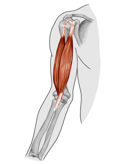 Biceps Tendonitis :: Arvada Sport & Spine